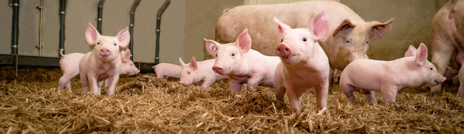 ΧΟΙΡΟΙ - MSD Animal Health Hellas